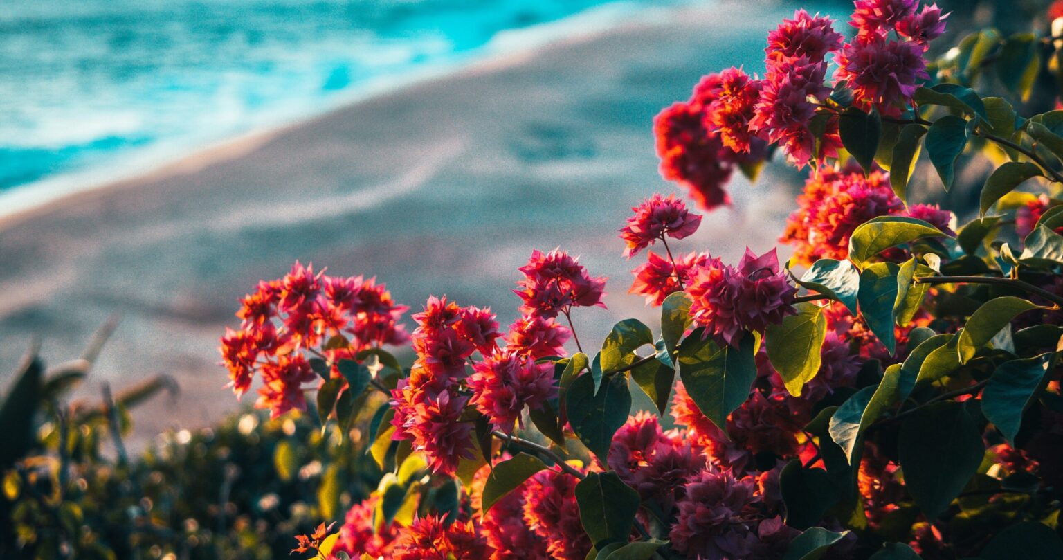 ハワイのSDGsゴール「アロハ・プラス・チャレンジ」とは？課題や取り組みを解説